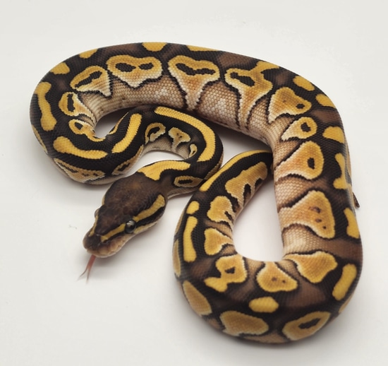 2022 Female Lesser/Butter/Mojave Pos Fire Ball Python by Eht's Pets