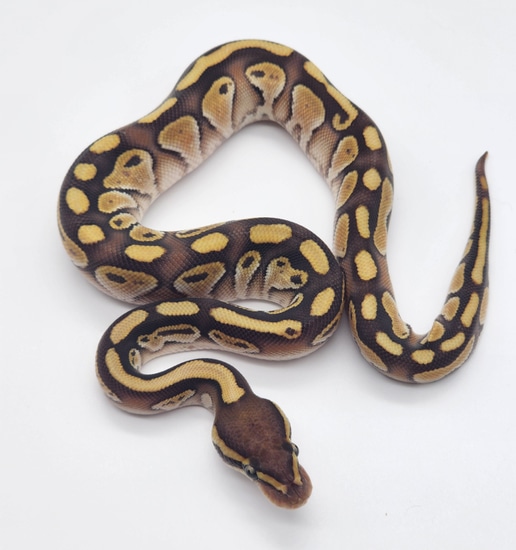 2022 Male Lesser/Butter/Mojave Pos Fire Ball Python by Eht's Pets