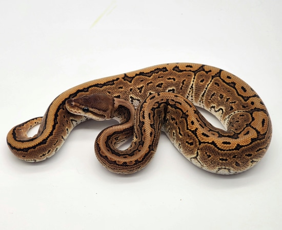 2022 Female Black Pastel Pinstripe Ball Python by Eht's Pets