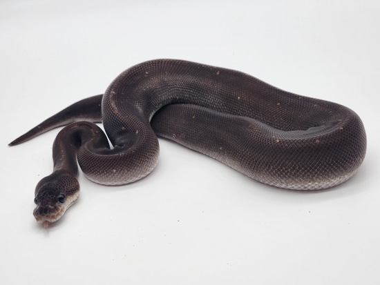 2022 Male EightBall Ball Python by Eht's Pets