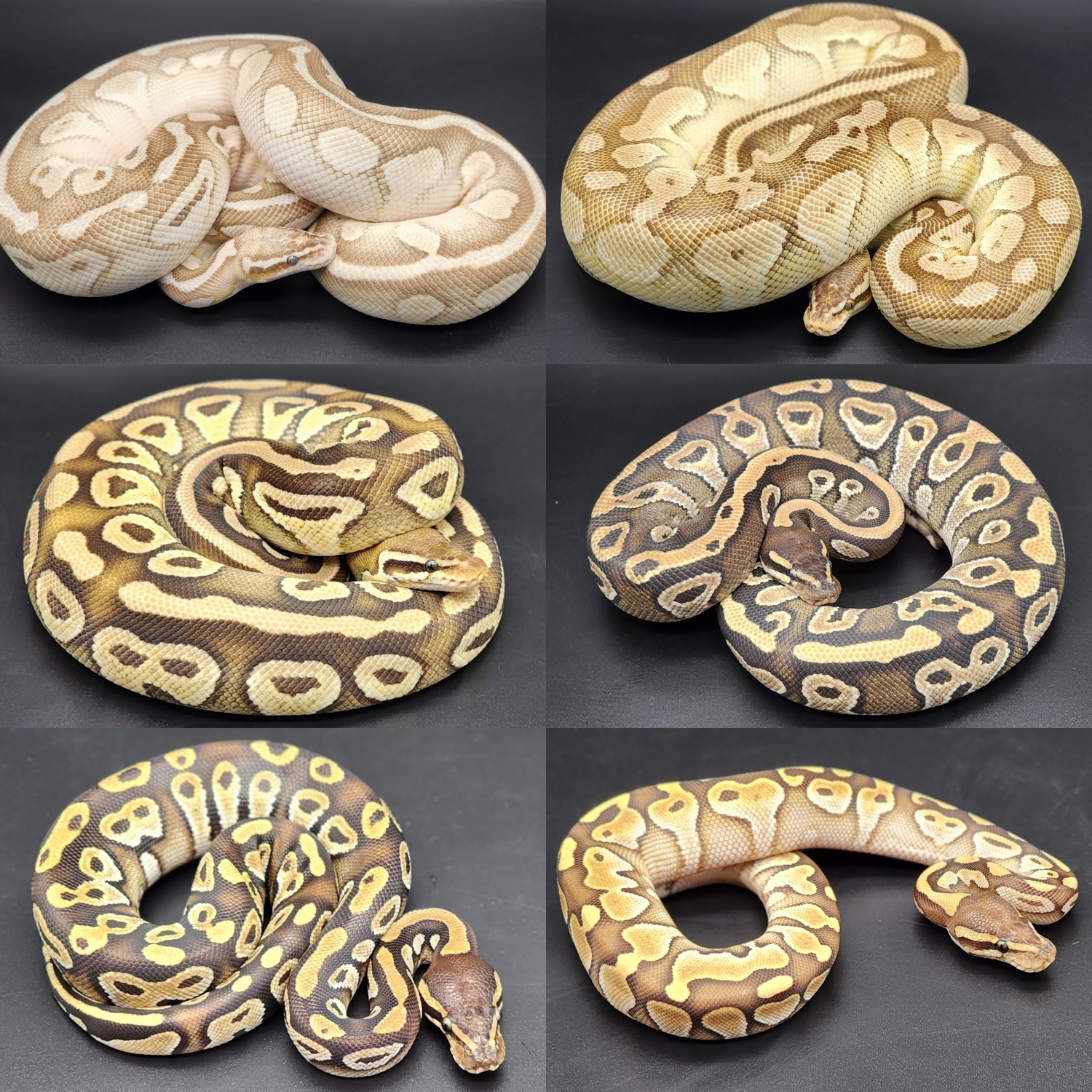 Blue Eye Lucy Maker Group Ball Python by Eht's Pets - MorphMarket