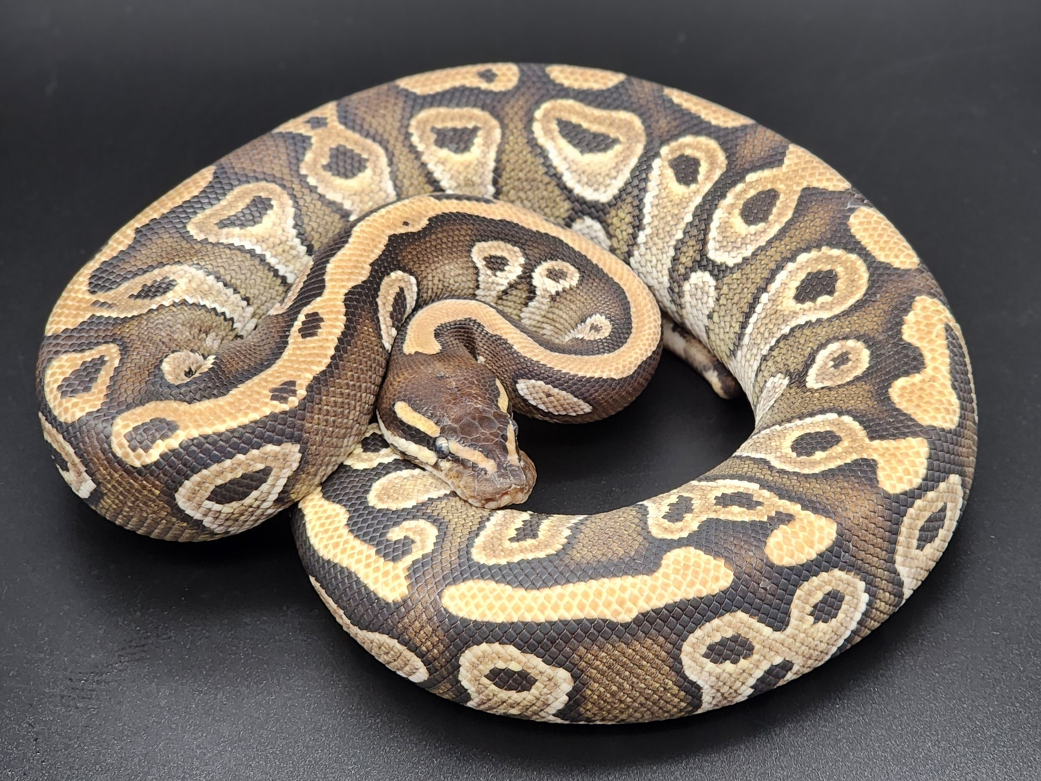 2021 Mojave Male Ball Python by Eht's Pets - MorphMarket