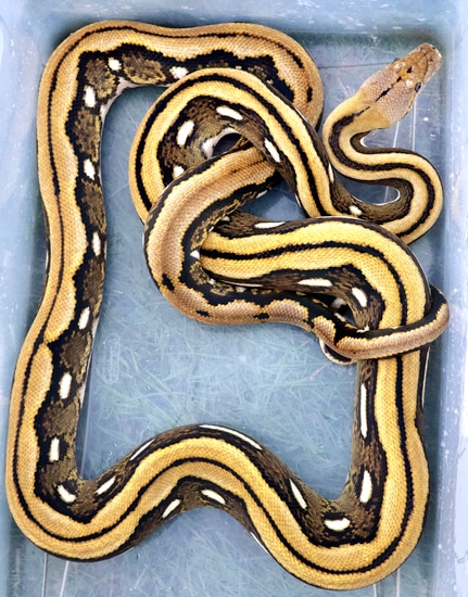 *PICKUP ONLY* Female Tiger - Ready To Breed Reticulated Python by Eht's ...