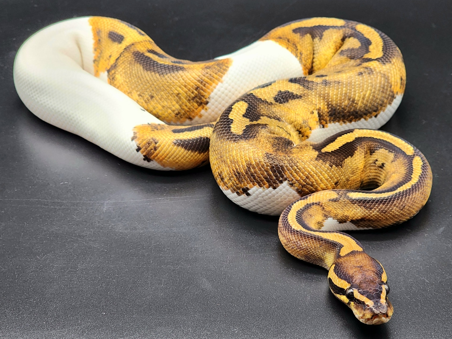 Redstripe Smiley Pied (Pos ODYB) Ball Python by Eht's Pets - MorphMarket