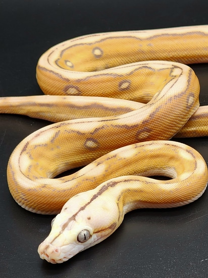 Orange Glow Motley Suntiger Reticulated Python by Eht's Pets