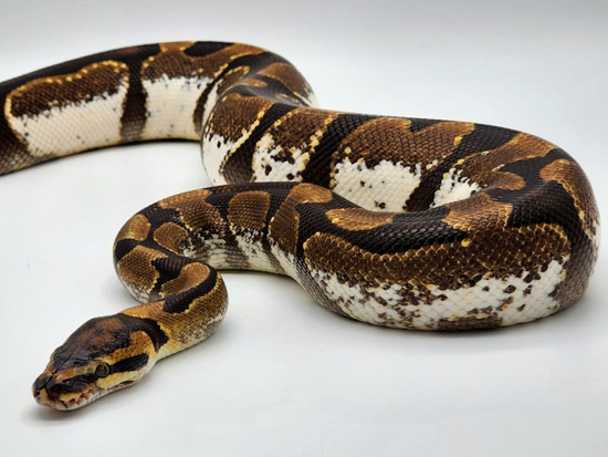 2019 Proven Calico Enchi Male Ball Python by Eht's Pets