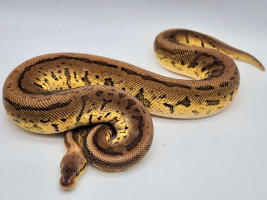 Pastel Leopard Pinstripe Ball Python by Eht's Pets
