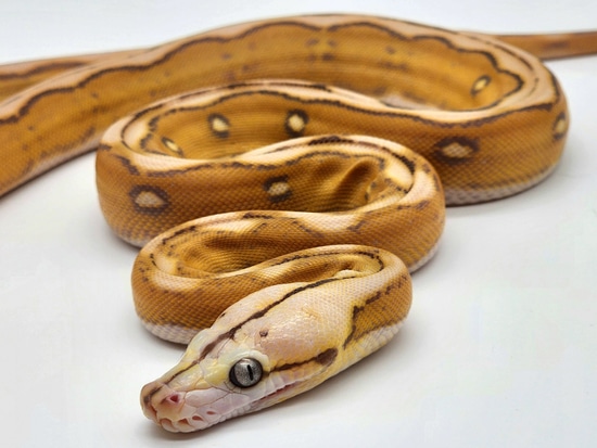 *FREE SHIPPING* Orange Glow Motley Suntiger Reticulated Python by Eht's ...