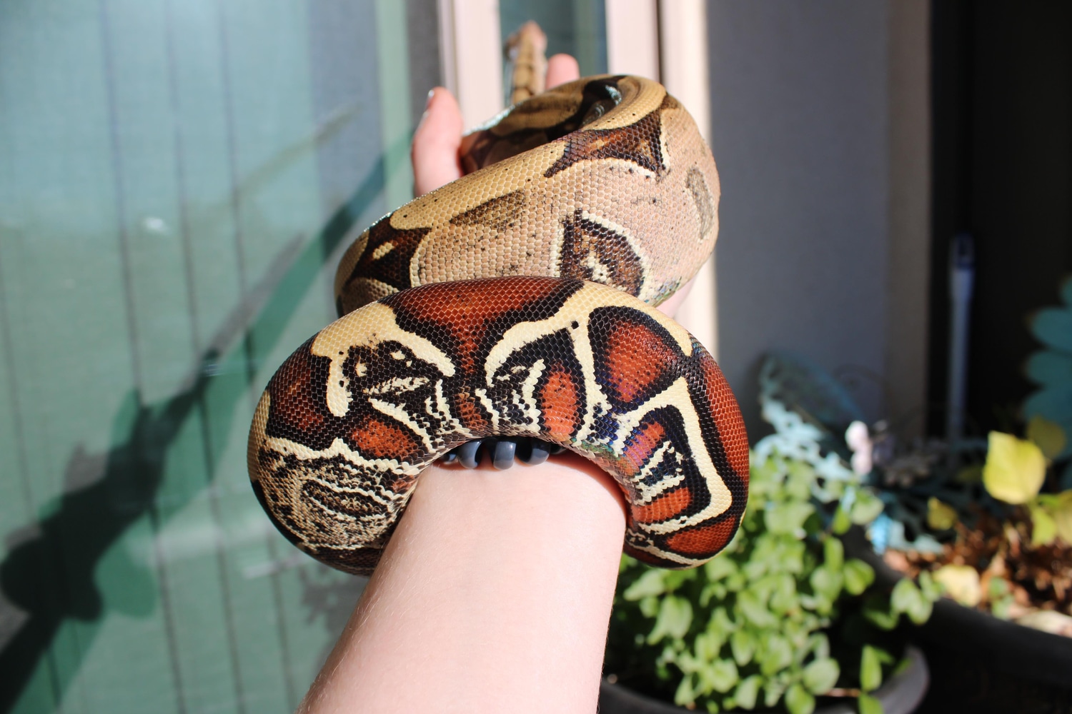 Futo Line Surinam True Red-tailed Boa Constrictor by Eht's Pets ...