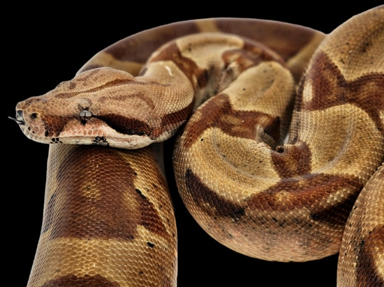 2019 Hypo Jungle (Ready To Breed) Female Boa Boa Constrictor by Eht's Pets
