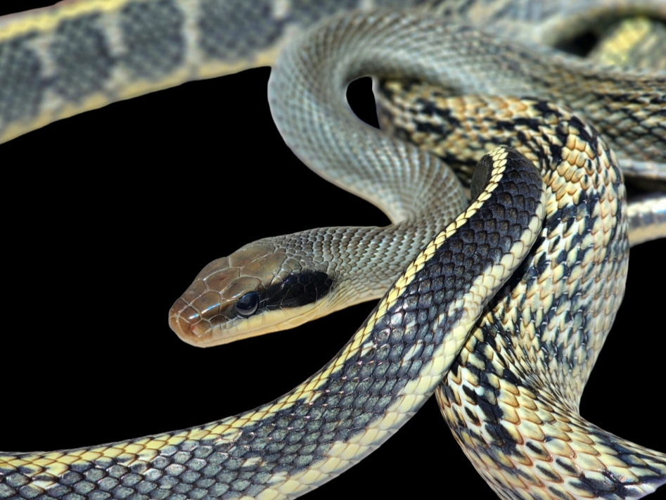 2018 CBB Handleable Male Blue Beauty Rat Snake by Eht's Pets - MorphMarket