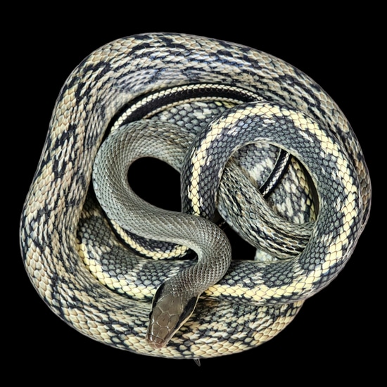 Tame Adult Male Blue Beauty Rat Snake by Eht's Pets