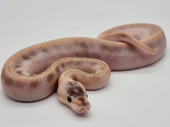 Pastel Champagne Lesser Pinstripe Ball Python by Eht's Pets