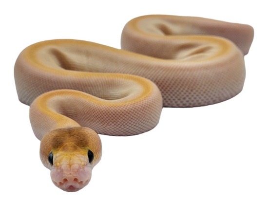 Champagne Lesser (Different Colored Eyes) Pos Pinstripe/Pastel Ball Python by Eht's Pets