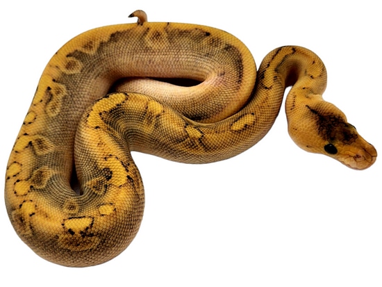 (20% OFF STORE SALE) Champagne Enchi Calico Ball Python by Eht's Pets