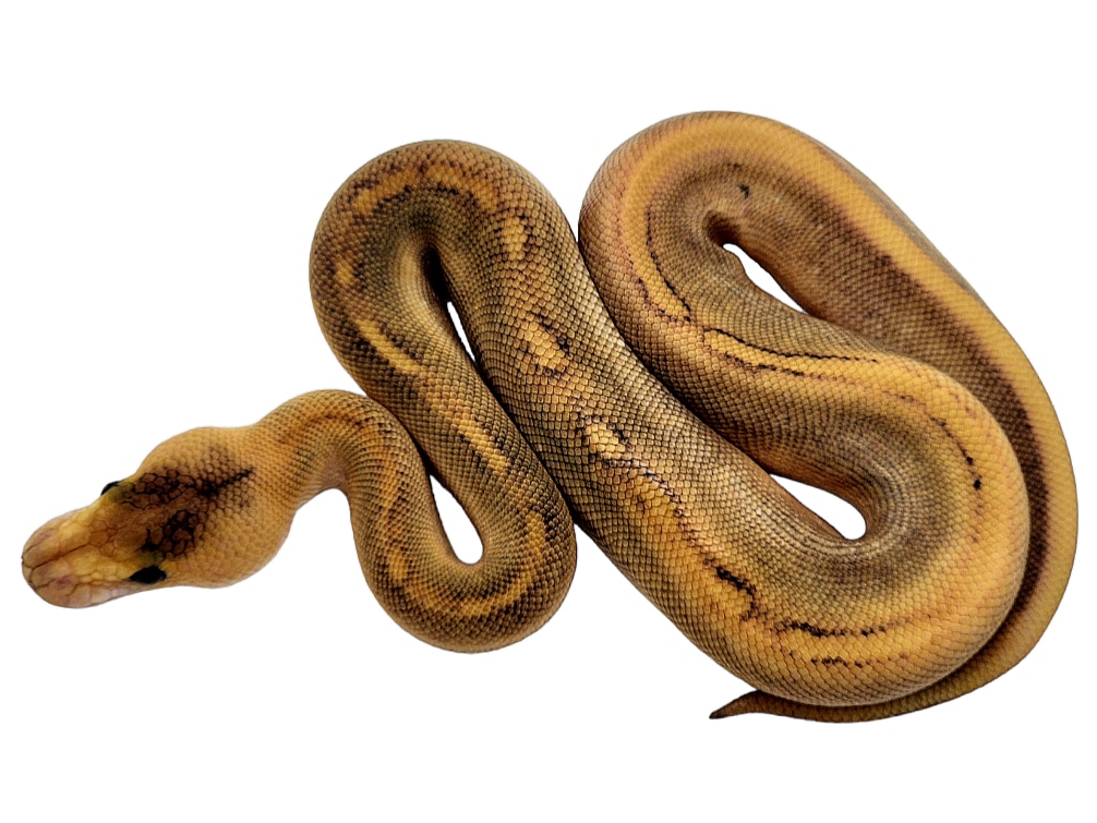 (20% OFF STORE SALE) Champagne (Pos Calico) Ball Python by Eht's Pets ...