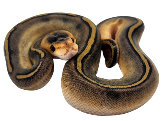 Champagne YB/Specter Ball Python by Eht's Pets