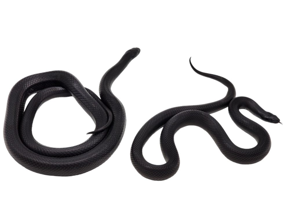 Low White MBK Pair (Almost Ready To Breed) Mexican Black Kingsnake by ...