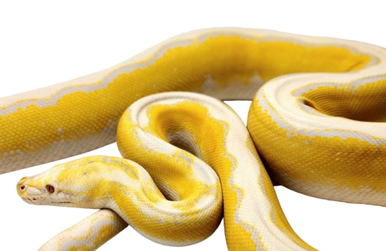 Platinum Motley Lavender Albino Reticulated Python by Eht's Pets