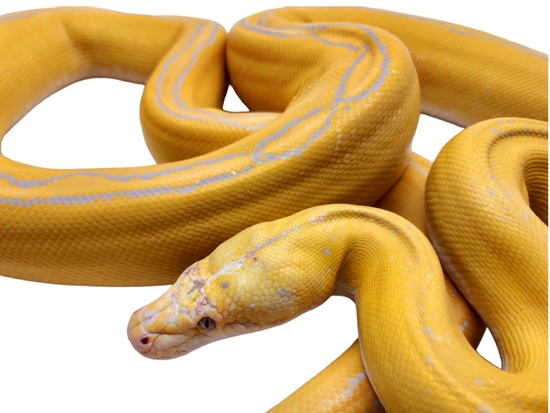 Platinum Goldenchild Lavender Albino Reticulated Python by Eht's Pets