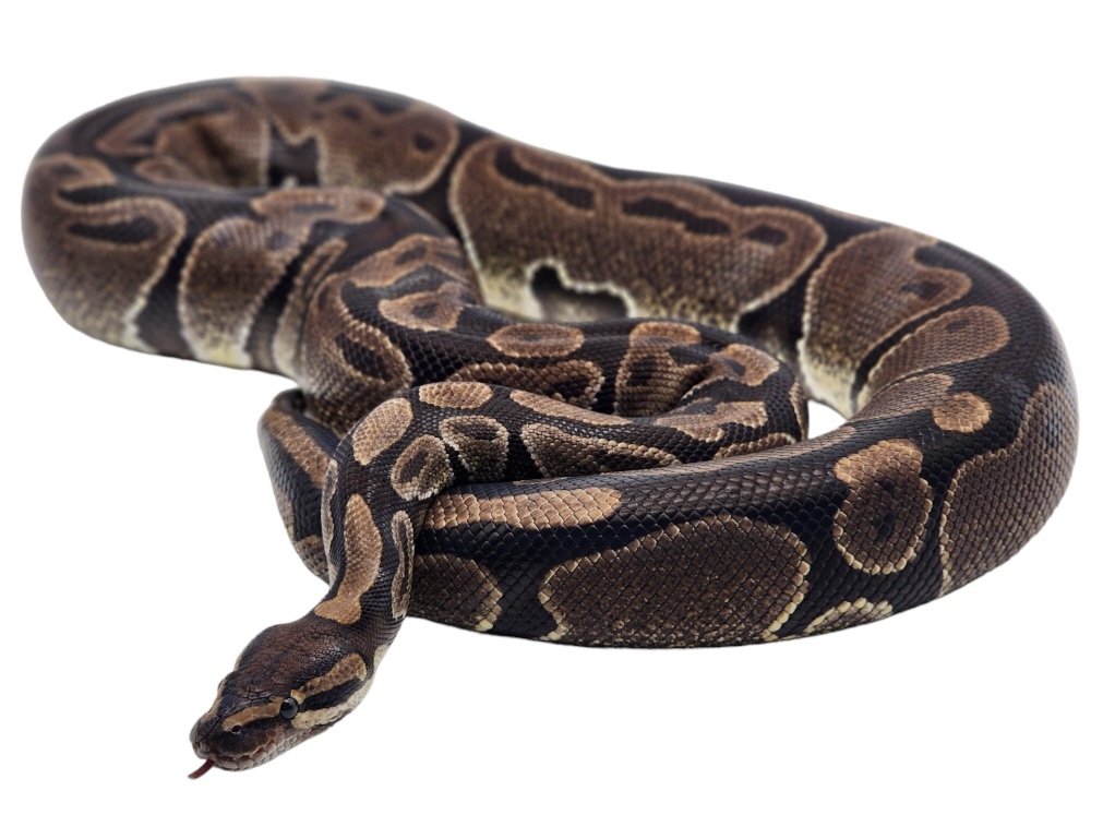 (20% OFF STORE SALE) Proven Normal Ball Python by Eht's Pets - MorphMarket