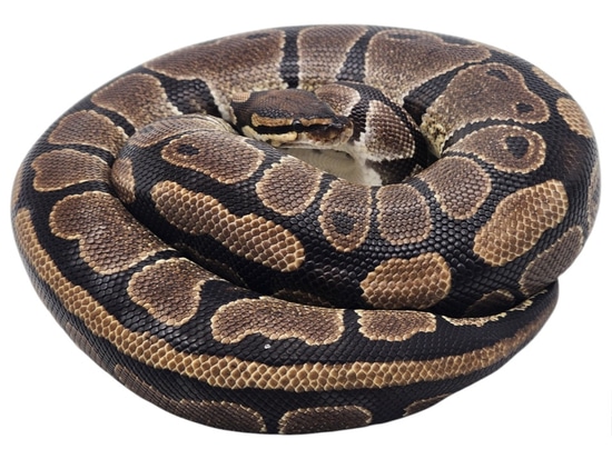 (20% OFF STORE SALE) Proven Normal Ball Python by Eht's Pets