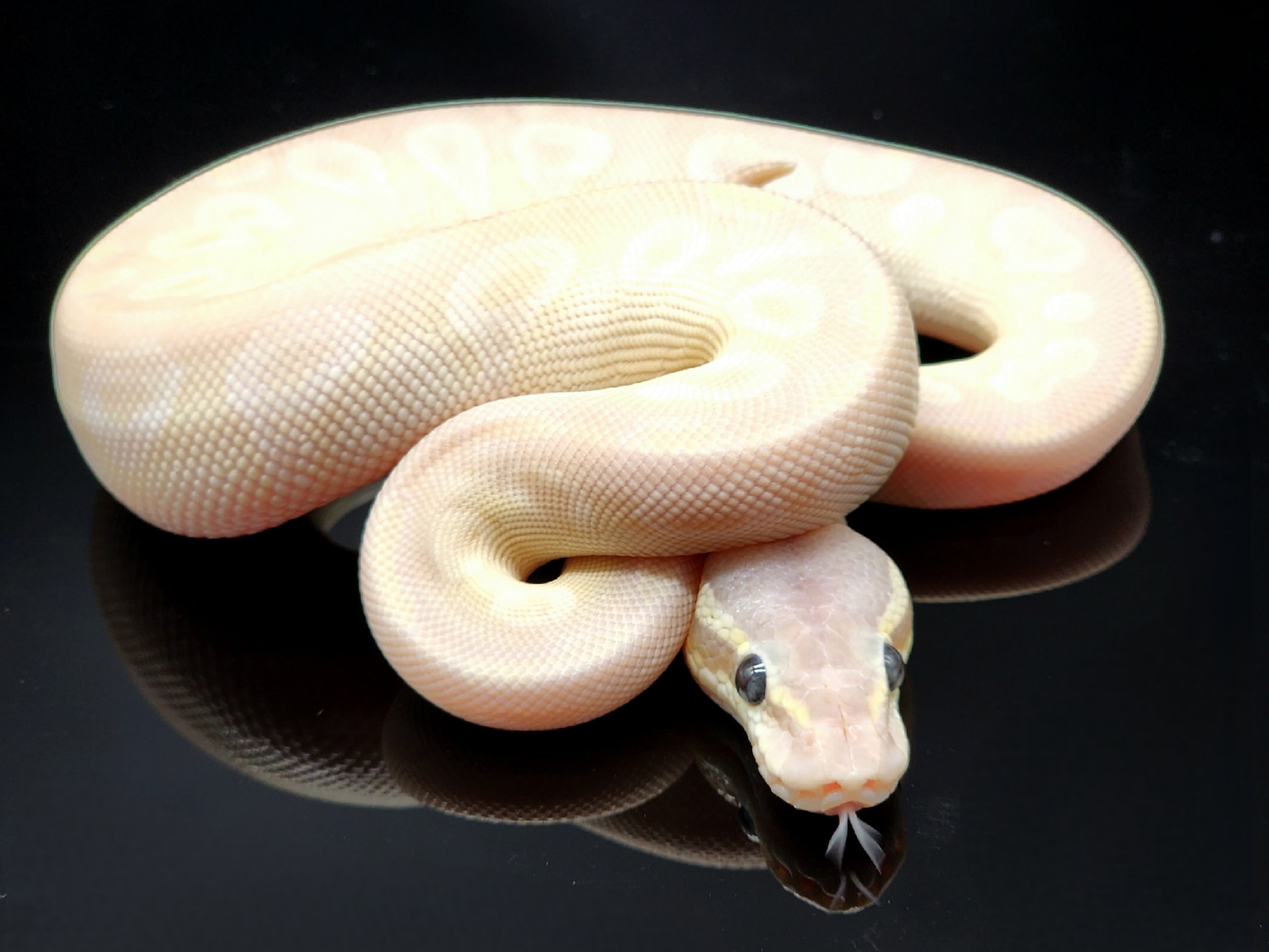 (10% OFF STORE SALE) Mystic Crystal (Pos Yellowbelly) Ball Python by ...
