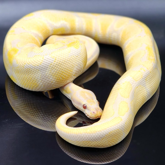 (20% OFF STORE SALE) Lavender Albino (Ready To Breed) Ball Python by ...