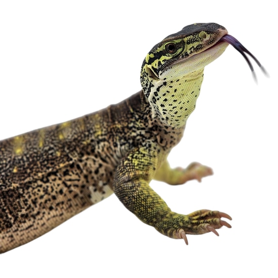 Adult Proven Argus Monitor TRIO Other Monitor by Eht's Pets