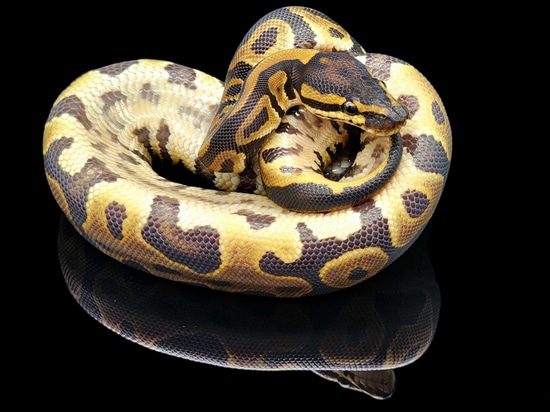 Leopard (Pos Hets) Ball Python by Eht's Pets