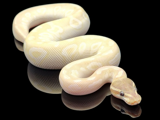 Mystic/Phantom Crystal (Pos Pastel/Yellowbelly) Ball Python by Eht's Pets
