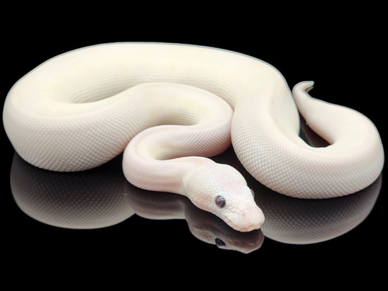 Blue Eyed Leucistic (Lesser/Special Pos Pastel/Yellowbelly) Ball Python ...