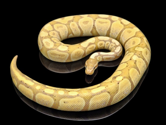Breeder Ready 0.1 Banana (PDH Hypo/Pied) Ball Python by Eht's Pets
