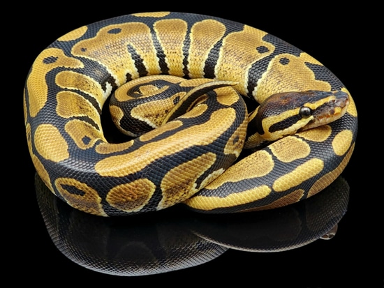 Normal (Pos Hets) Ball Python by Eht's Pets