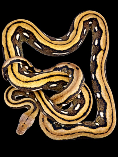 16ft Adult Female Tiger (Ready To Breed) Reticulated Python by Eht's Pets