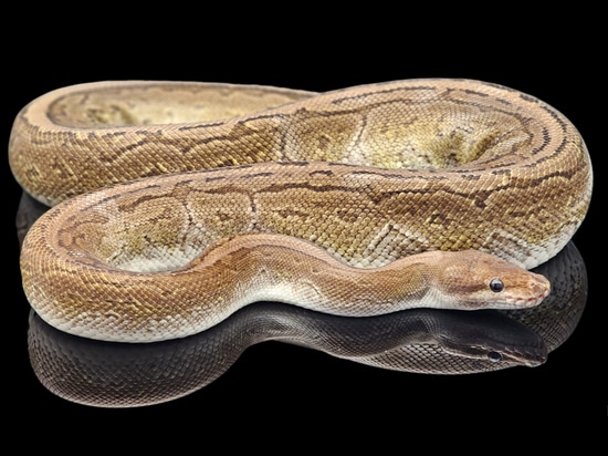 Proven Cinnamon Pinstripe Ball Python by Eht's Pets