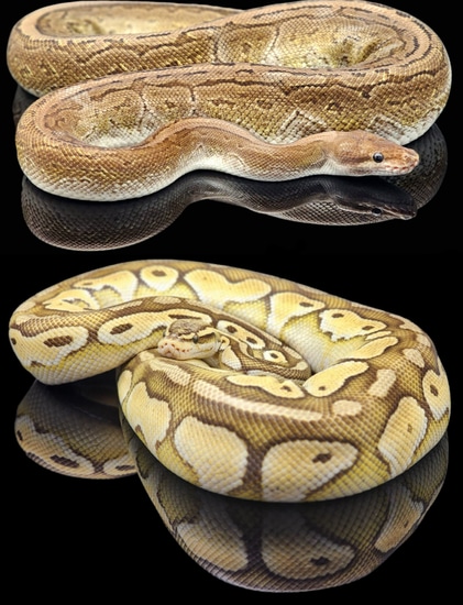 Adult *PROVEN* Females Bundle Ball Python by Eht's Pets