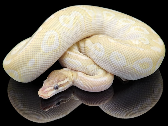Crystal Male (Pos YB) Ball Python by Eht's Pets