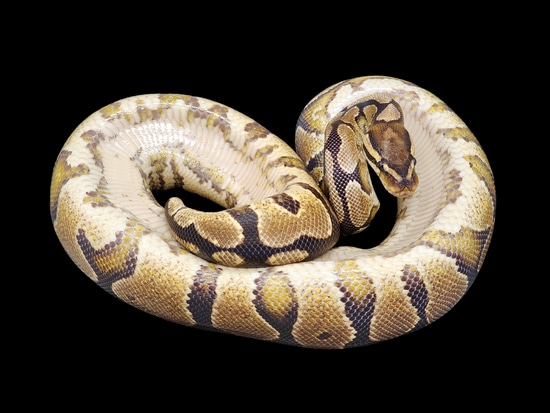 Asphalt/YB Female Ball Python by Eht's Pets