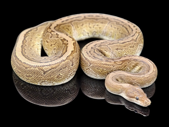 *Proven Breeder* Cinnamon Pinstripe Female Ball Python by Eht's Pets