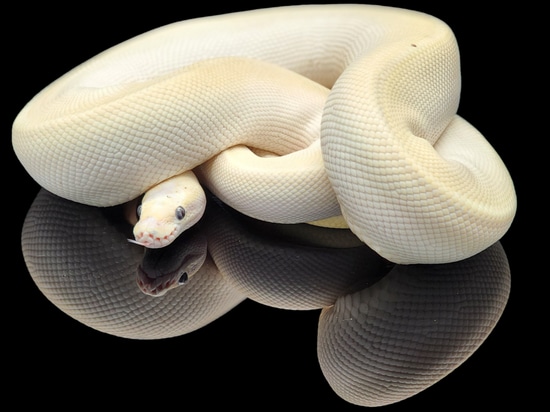 *Proven Breeder* Lesser Mystic/Phantom Male Ball Python by Eht's Pets