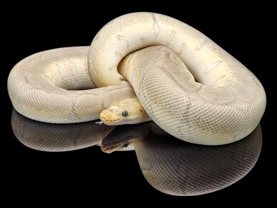 Phantom BumbleBee Clown Scaleless Head Ball Python by Eht's Pets