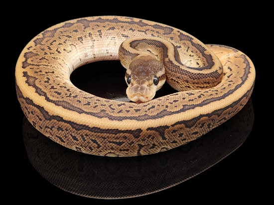 Male Black Pastel Pinstripe Het Hypo Ball Python by Eht's Pets