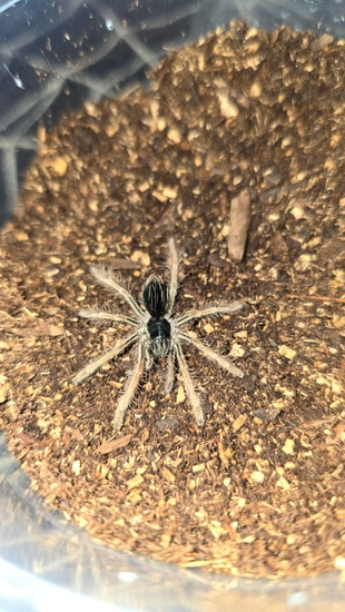 Megaphobema Robustum 1.5" Tarantula by Eight Deadly Sins LLC