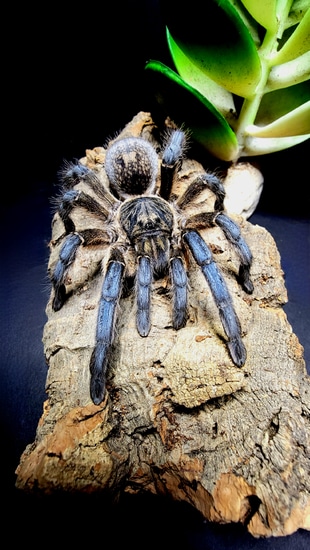 Harpactira Pulchripes Tarantula by Eight Deadly Sins LLC