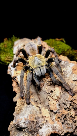 Cyriopagopus Schmidti 'Ke Bang Tarantula by Eight Deadly Sins LLC