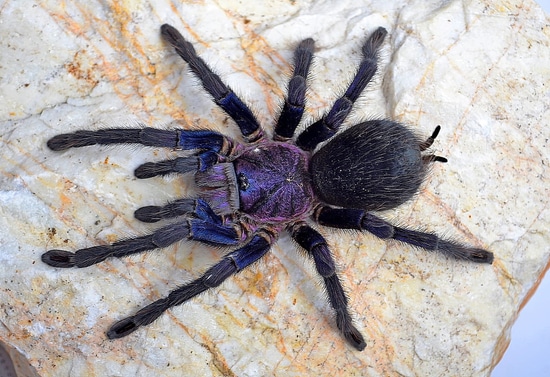 Phormictopus Sp Dominican Purple (Dominican Purple Bird Eater ...