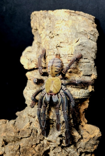 Omothymus Schioedtei (Malaysian Earth Tiger) Tarantula by Eight Deadly ...