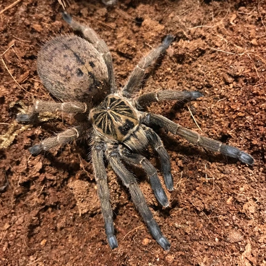 Idiothele Mira (Blue Foot Baboon) Tarantula by Eight Deadly Sins LLC