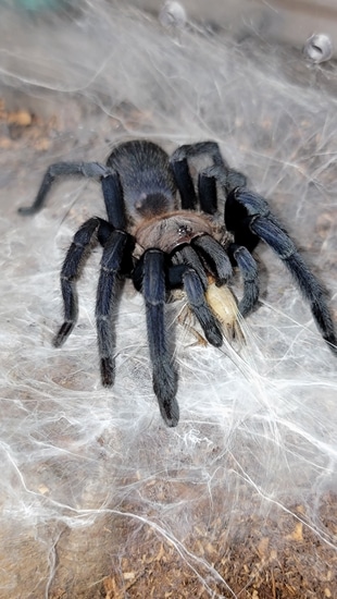 Orphnaecus Sp Quezon Blue Tarantula by Eight Deadly Sins LLC